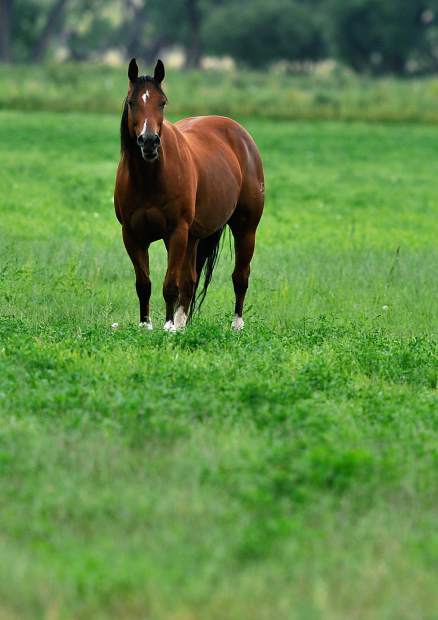 Equine overbreeding spurs problems on the Plains | TheFencePost.com