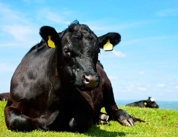 Mixed thoughts on Global Roundtable for Sustainable Beef | TheFencePost.com