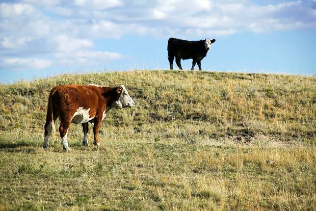 Ag Census: Nebraska features three of the nation’s top five beef-cow ...