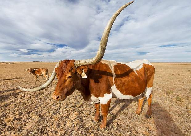 Searle Ranch Texas Longhorns – A Colorado Success Story | TheFencePost.com