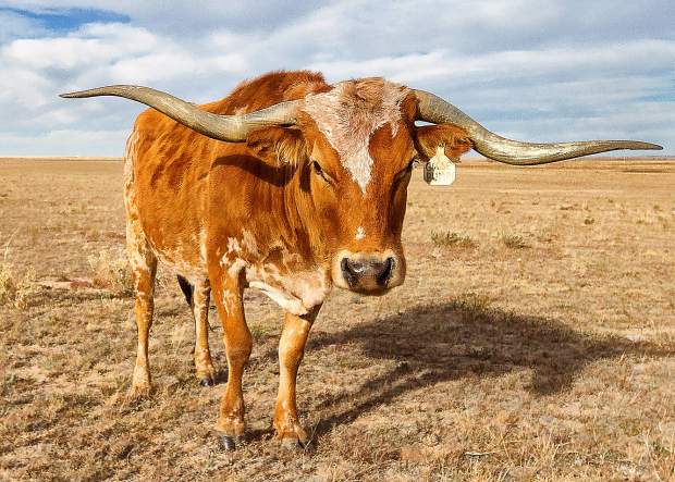 Searle Ranch Texas Longhorns – A Colorado Success Story | TheFencePost.com