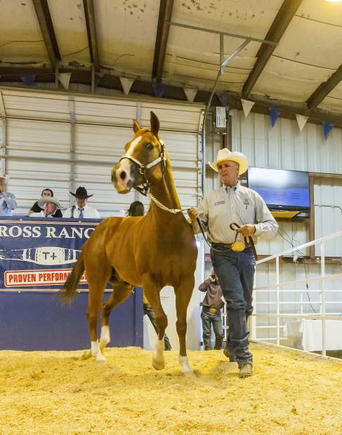 T-cross Ranches held successful production sale | TheFencePost.com