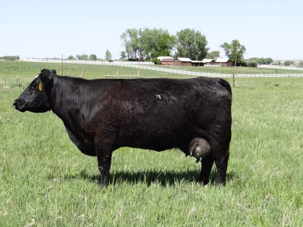 LR Cattle Quality calves that anyone can show | TheFencePost.com