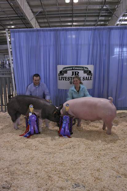 Larimer County Fair Crowns Livestock Champions | TheFencePost.com