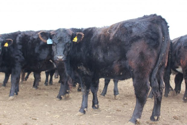Ulmer is lobbying for change in cattle marketing | TheFencePost.com