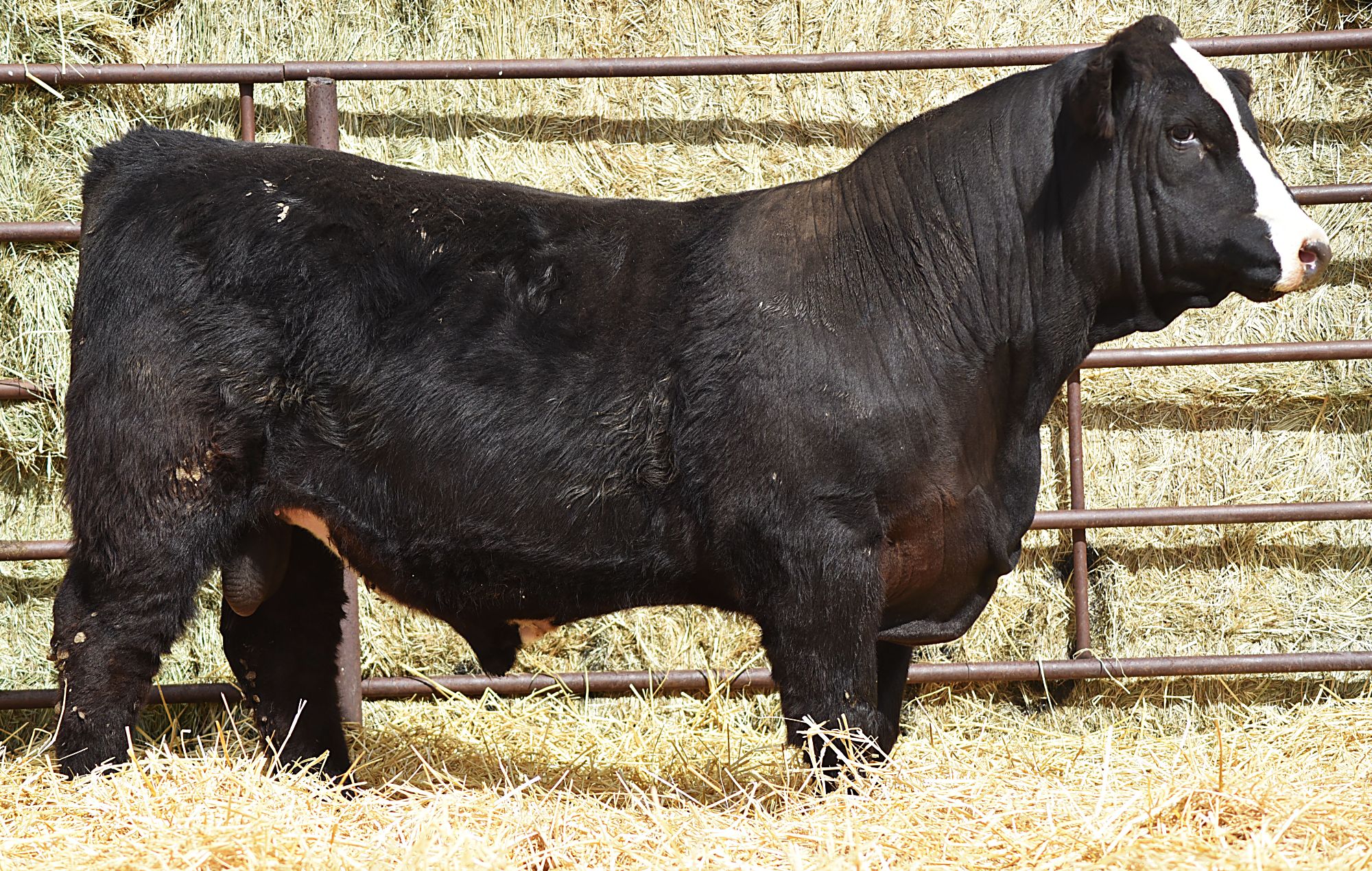 Tips for navigating online bull auctions | TheFencePost.com