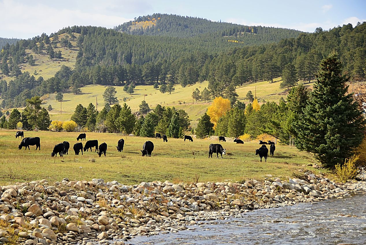 It’s ranchers vs. the BLM in grazing allotment squeeze | TheFencePost.com