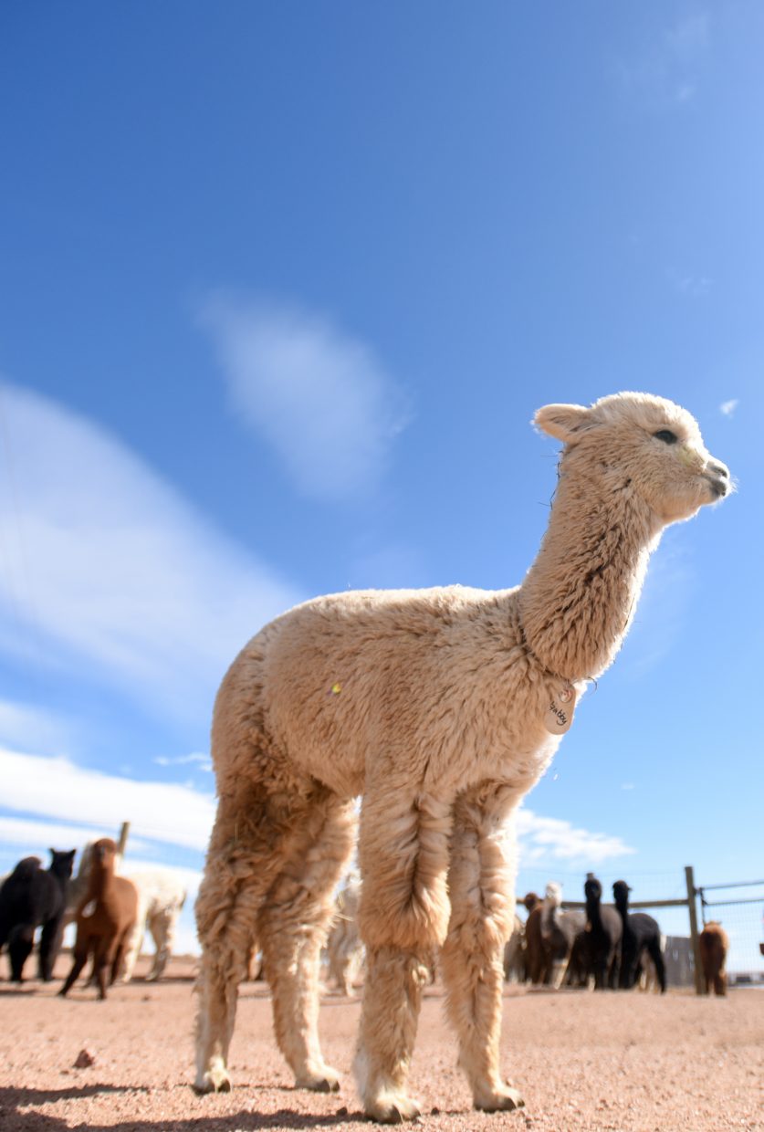 Award winning Alpaca farm in Colorado runs about 450 head ...
