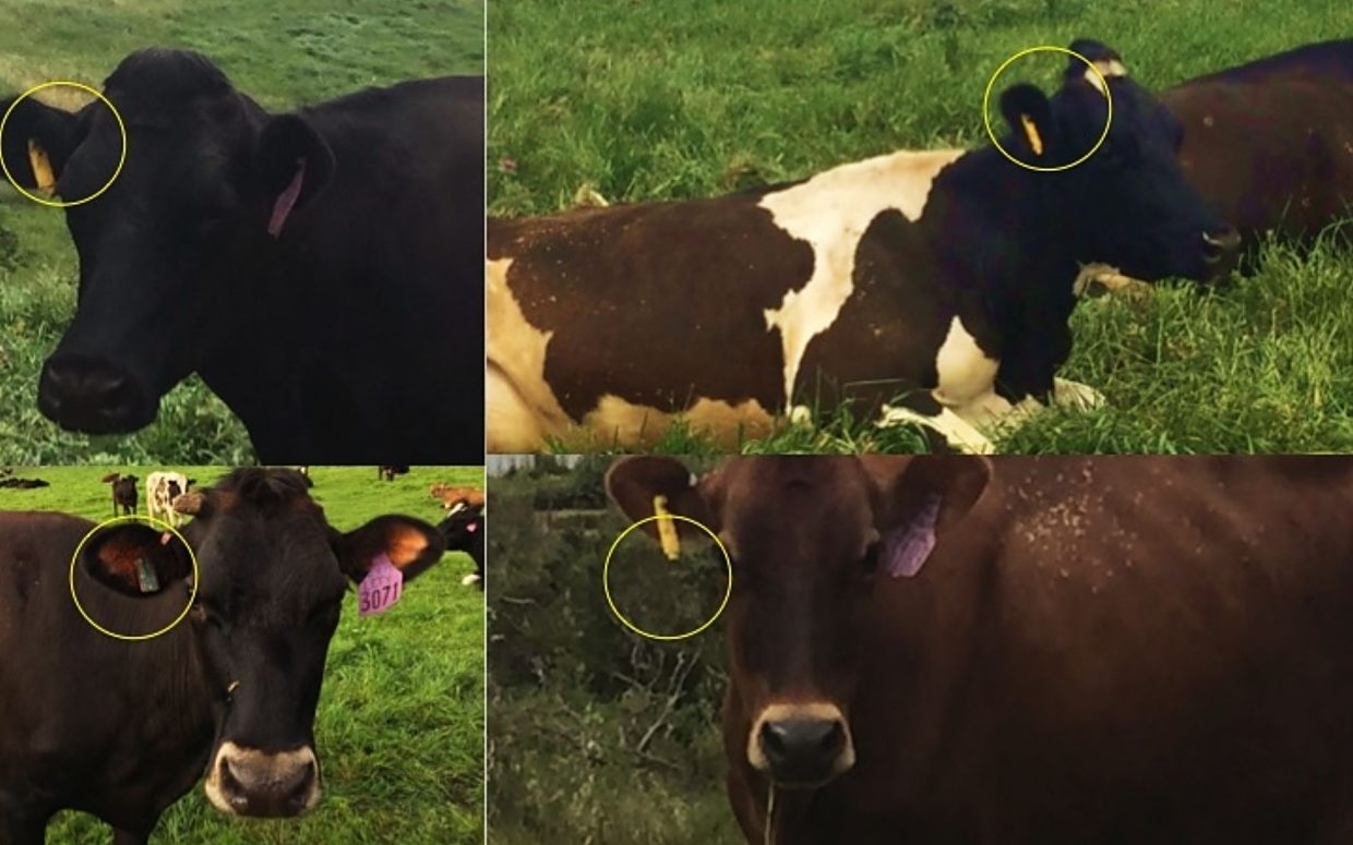 Smart Tags for smart cows on the fast track | TheFencePost.com