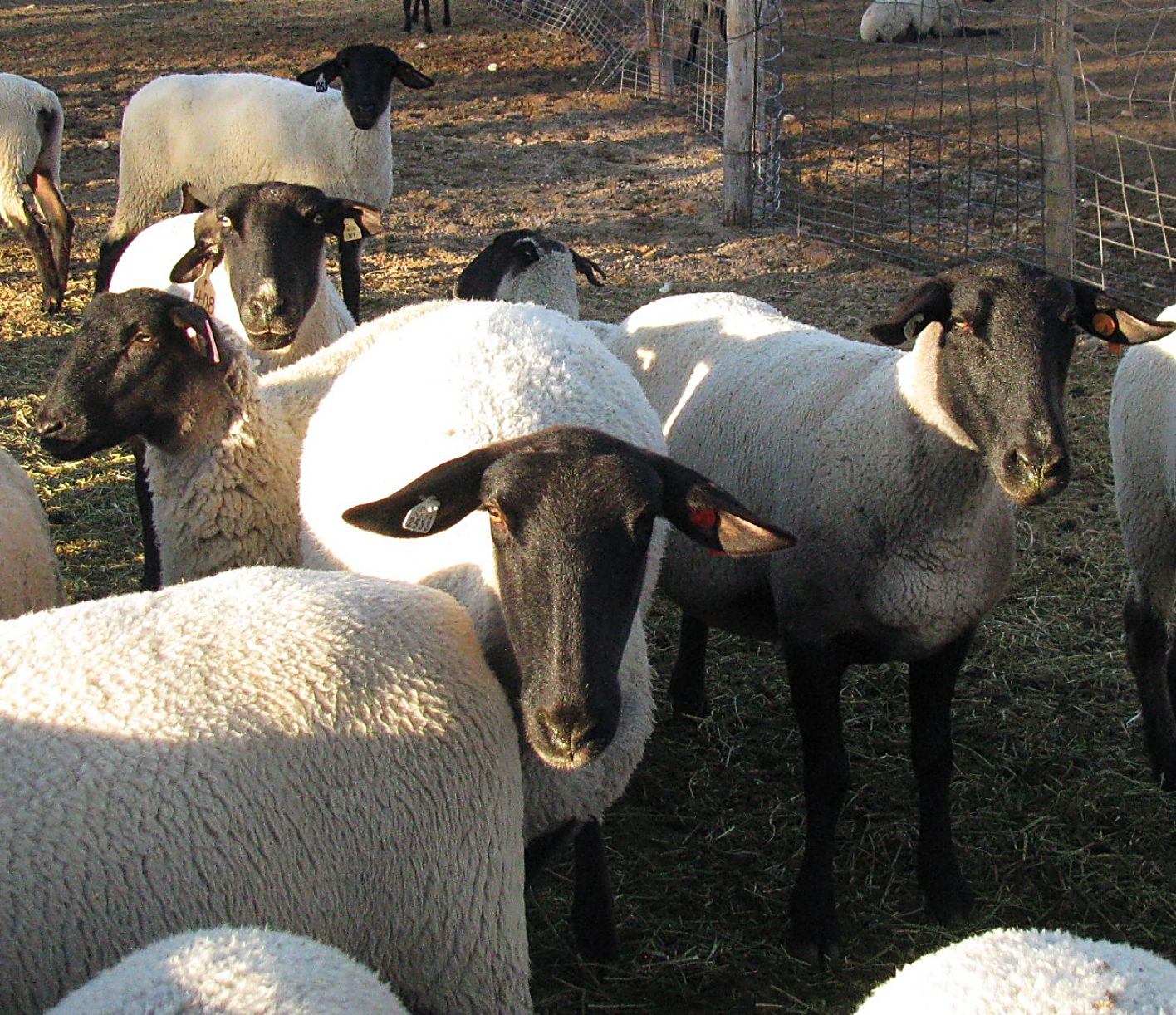 Nebraska Sheep and Goat Producers Association to hold tour at Brooks ...