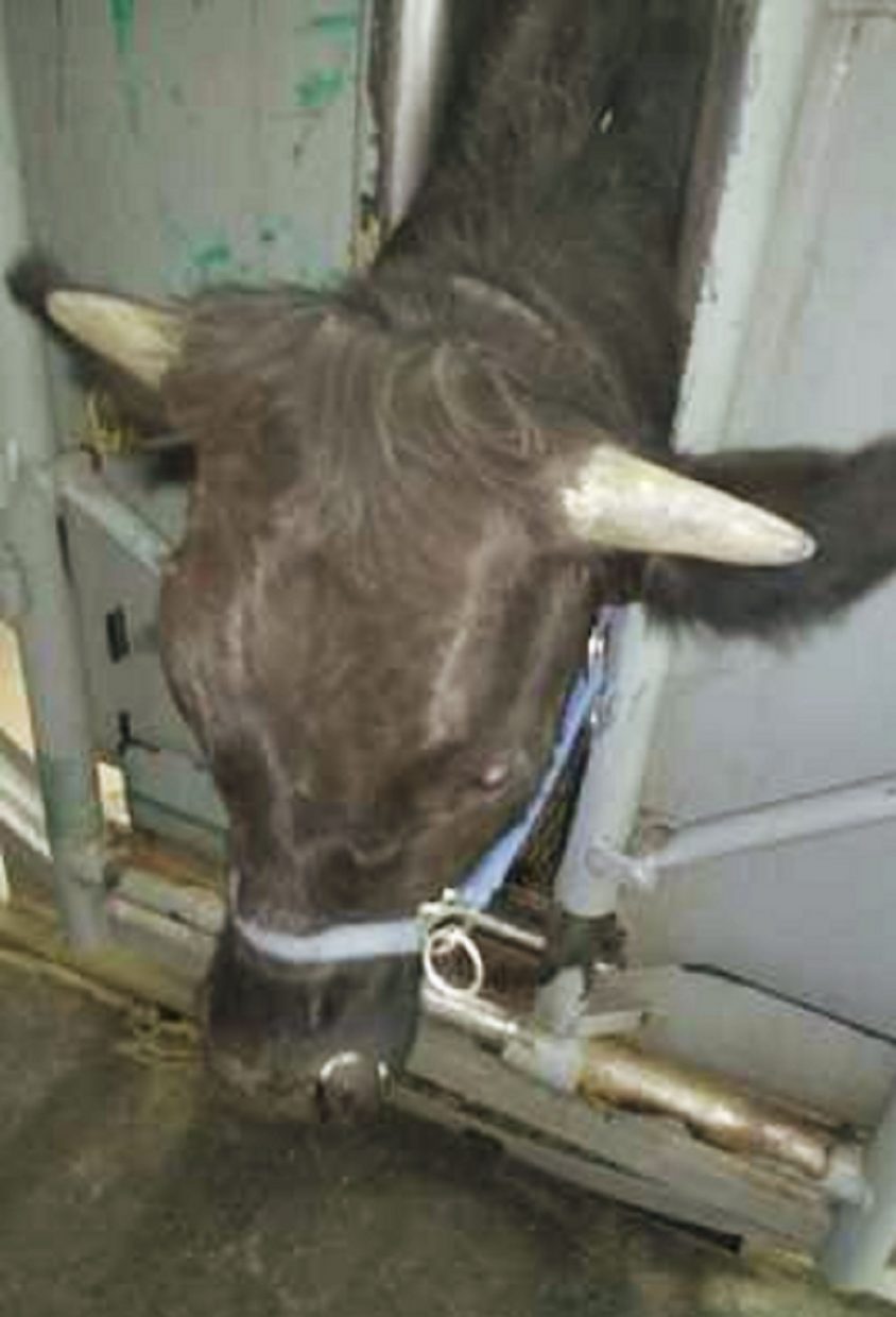 How to make pain more manageable during calf dehorning | TheFencePost.com