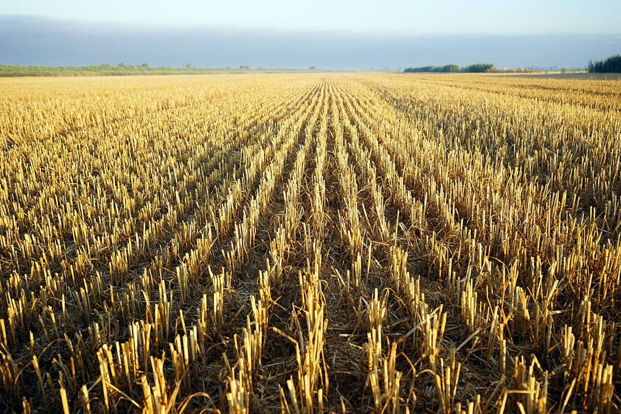 It’s time to consider post-harvest weed control in wheat stubble ...