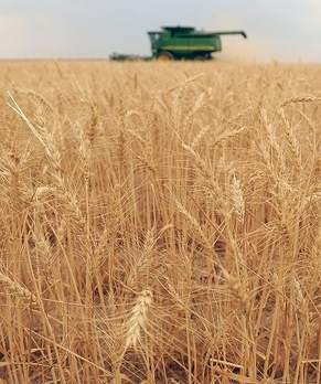 Collaboration Launches new wheat varieties for the herbicide-tolerant ...