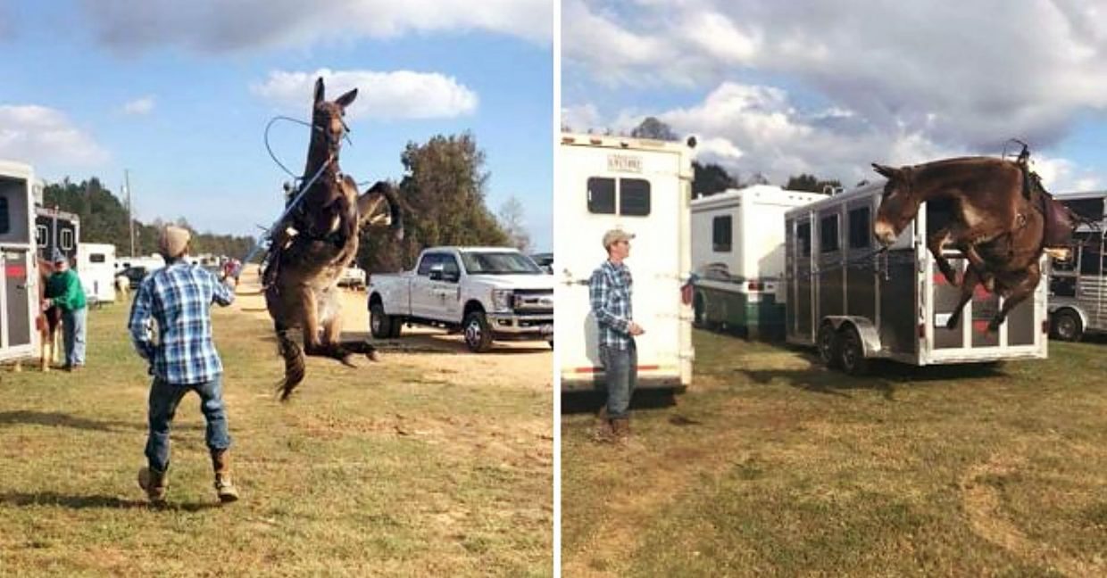 The story behind the viral “Cold-Backed” mule photos | TheFencePost.com
