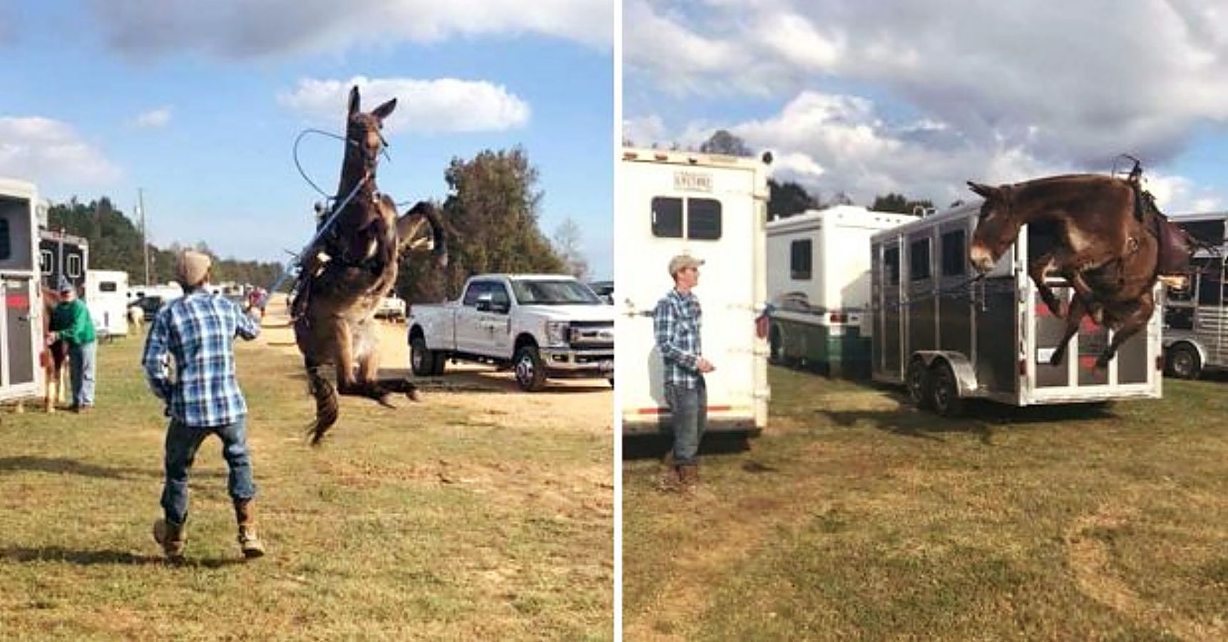 The story behind the viral “Cold-Backed” mule photos | TheFencePost.com