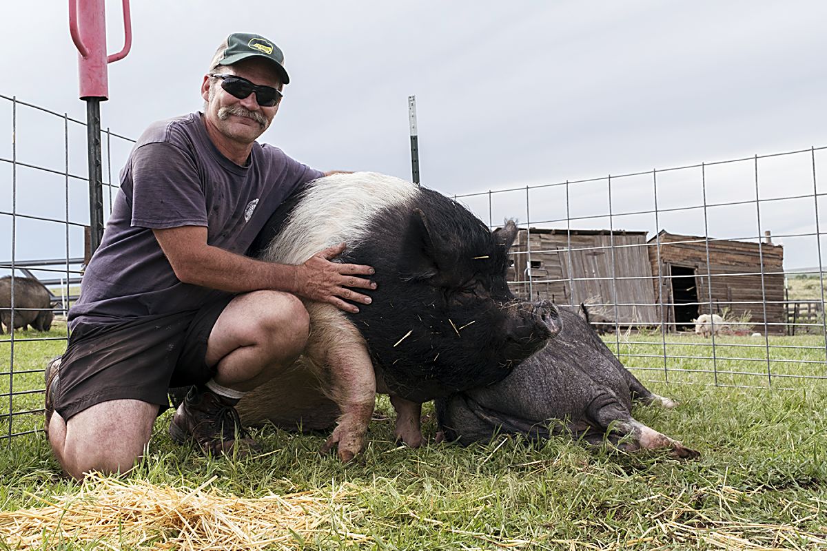 Hog Haven therapy pigs help in nursing homes and memory care facilities ...
