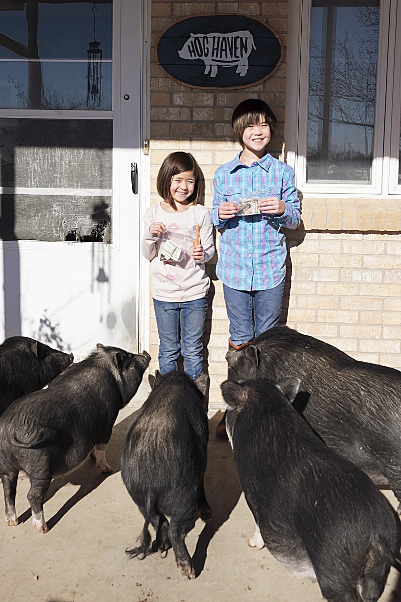 Hog Haven therapy pigs help in nursing homes and memory care facilities ...