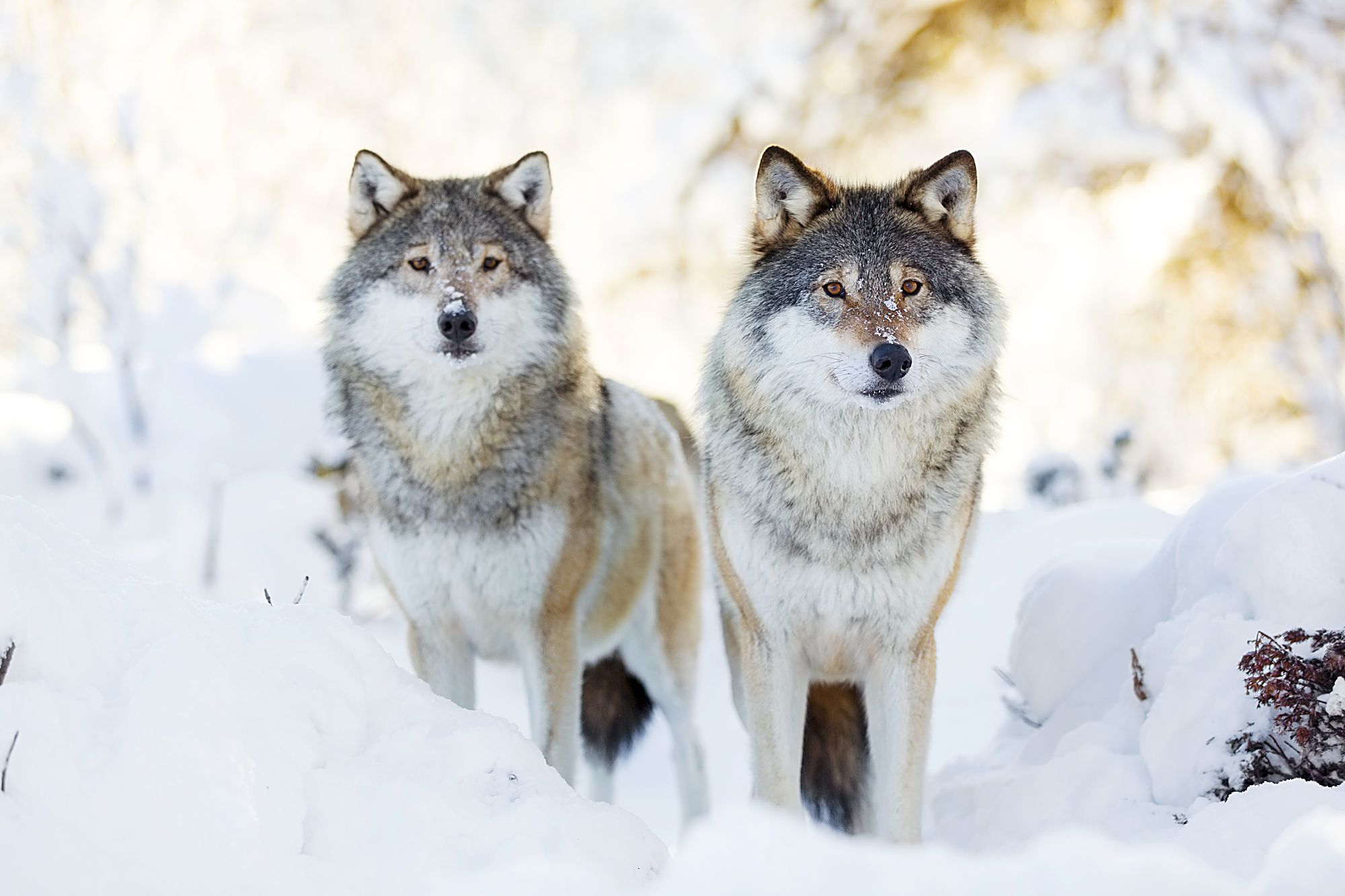 Wolves knocking on Colorado boundaries | TheFencePost.com