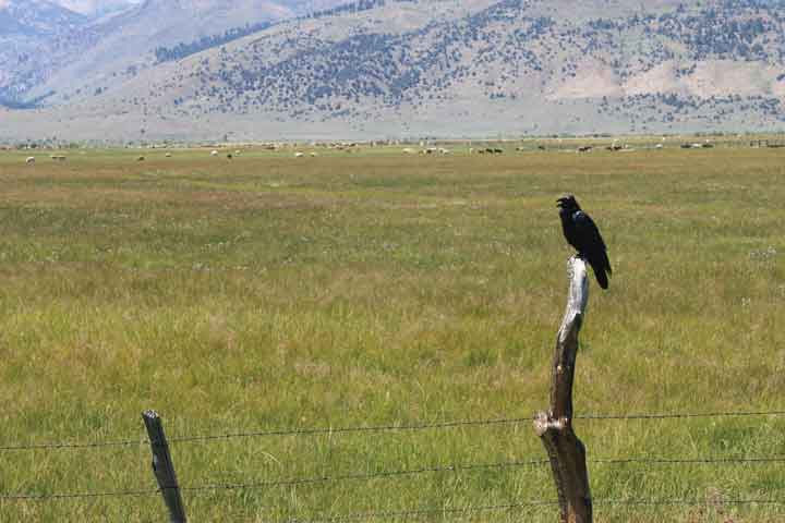 Protecting the predator: Raven attacks on the rise in Colorado ...