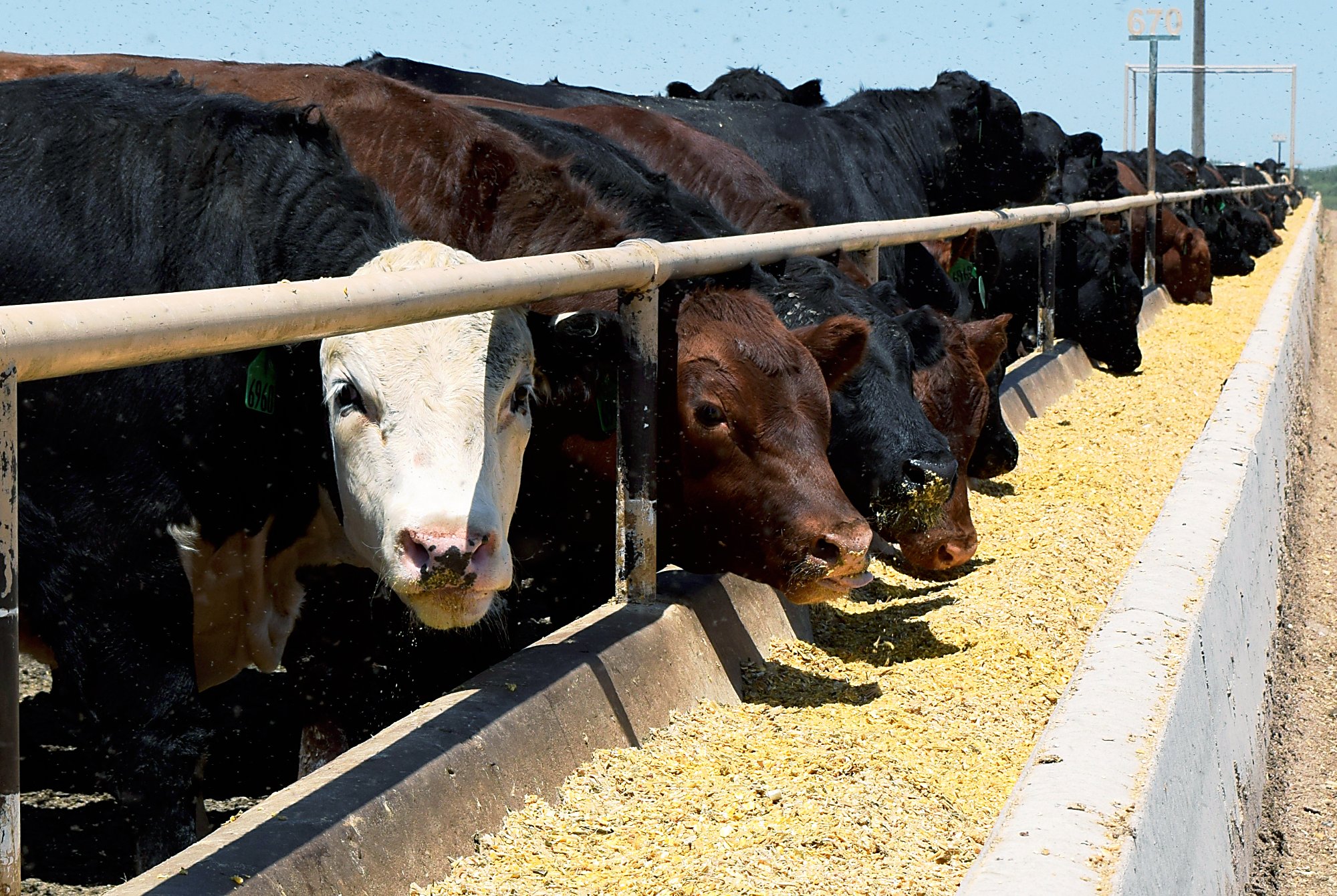 JBS USA to sell its massive U.S. cattle feeding operation to Pinnacle ...