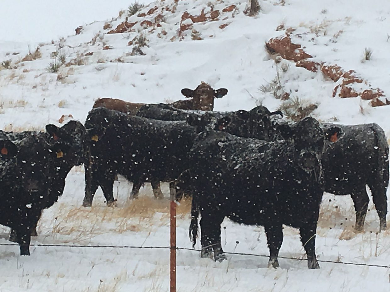 Prepare cows for severe weather conditions | TheFencePost.com