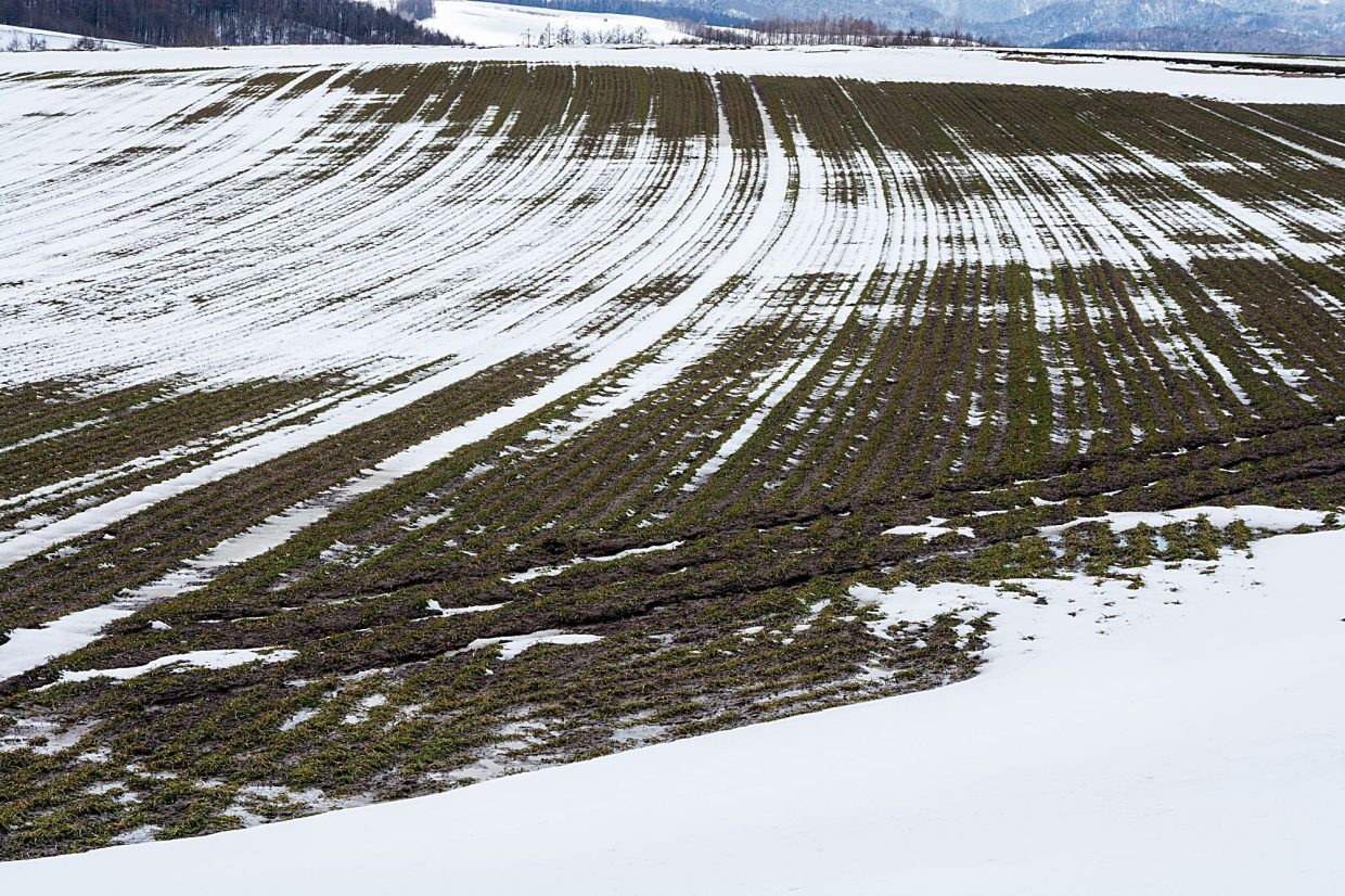 Extreme cold causes widespread winterkill in U.S. wheat belt ...