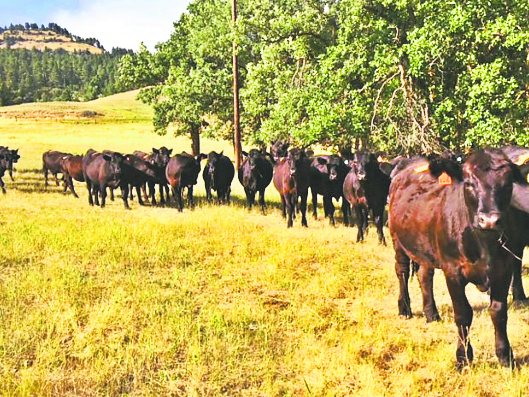 Public Lands Grazing Plan Gets a Makeover | TheFencePost.com