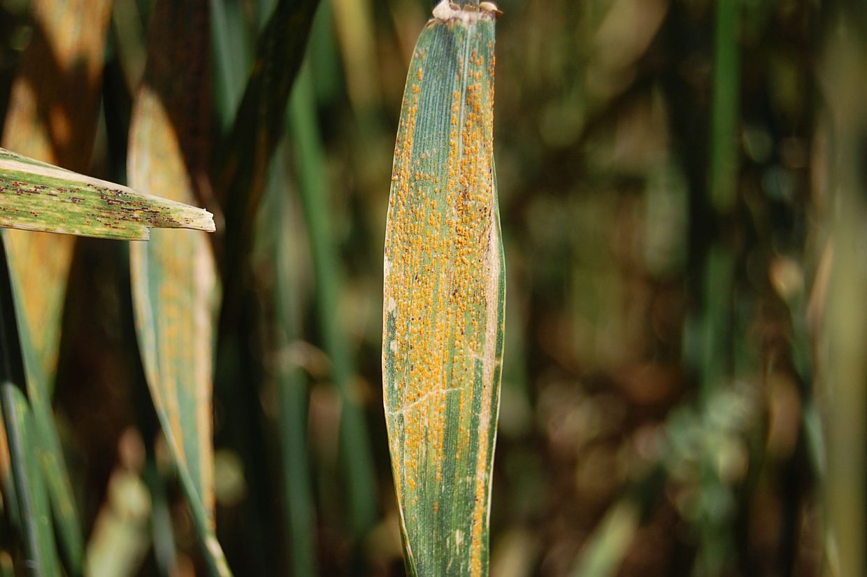 It’s time to think about stripe rust again | TheFencePost.com