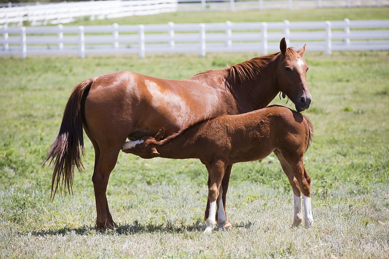 Harmony Equine Center hosting free expo for horse lovers | TheFencePost.com