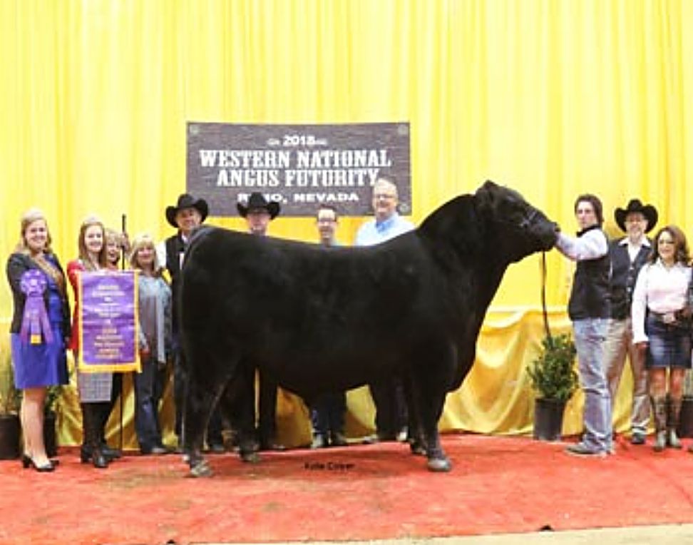 Angus champions paraded at 2018 Western National Angus Futurity ...