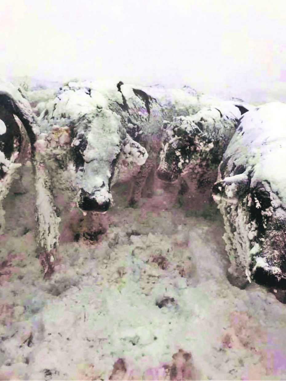 Friday the 13th brings harsh April blizzard to SD | TheFencePost.com