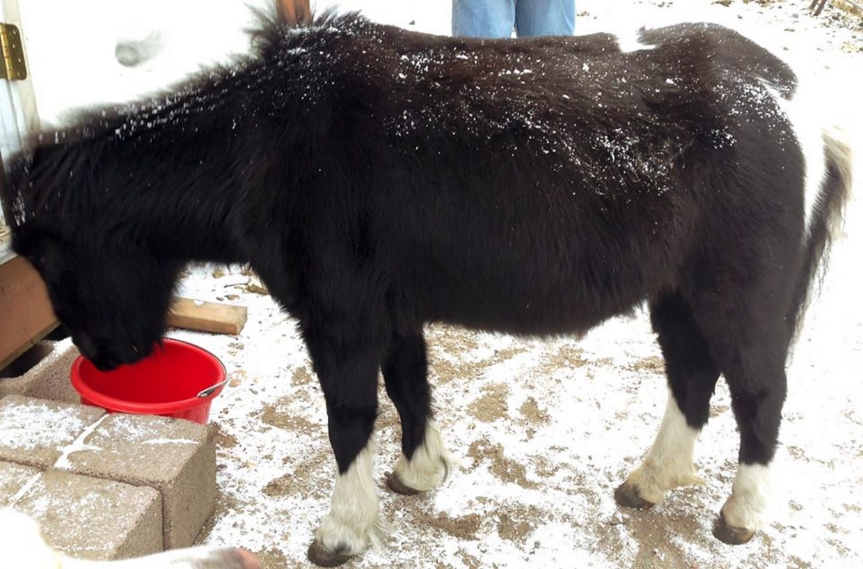 Sassy miniature Shetland pony survives five months in the forest ...