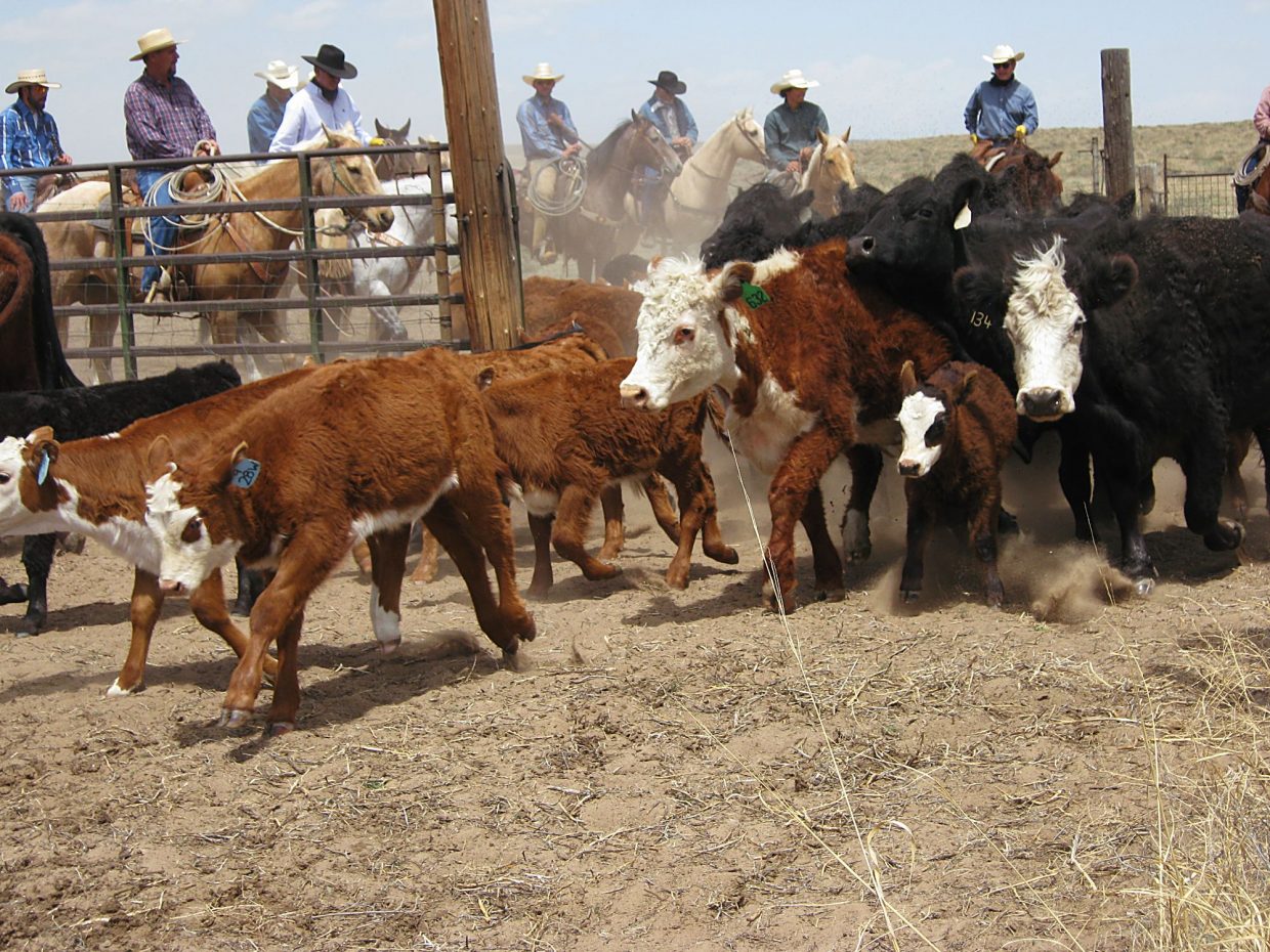 Family and friends get together for Colo.’s Tee-Cross Ranch annual ...