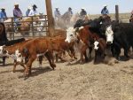 Family and friends get together for Colo.’s Tee-Cross Ranch annual ...