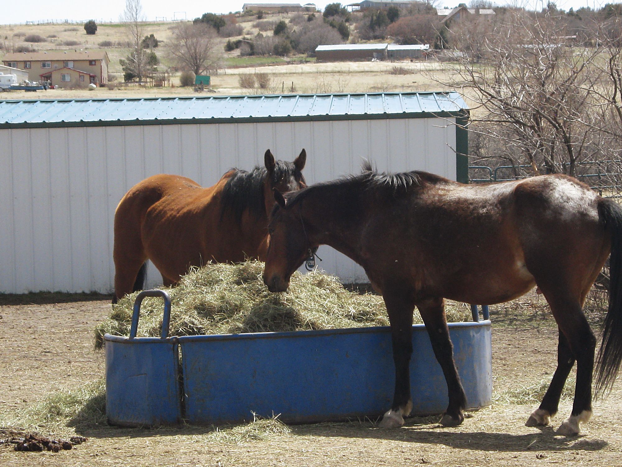 Harmony Equine Center finds the right horse for the right person | TheFencePost.com