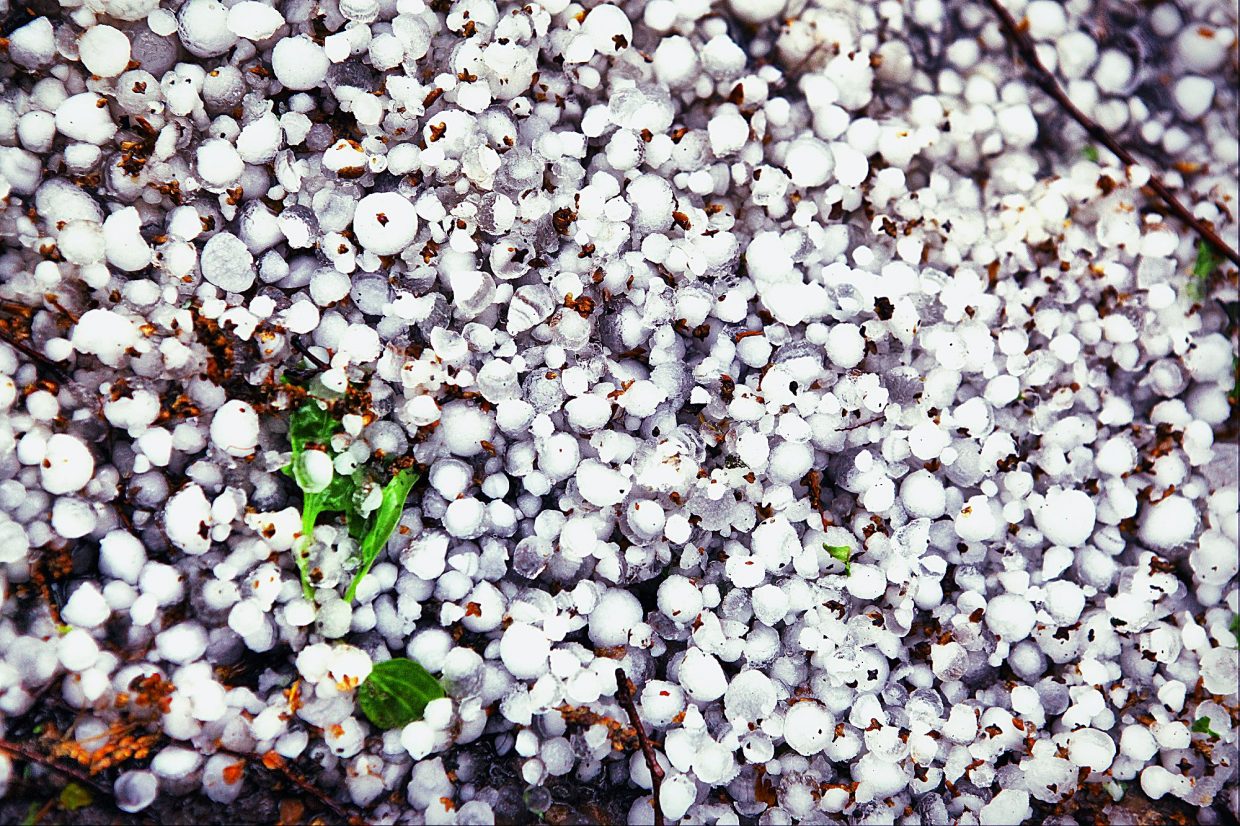 Hail takes a toll on the winter wheat crop | TheFencePost.com