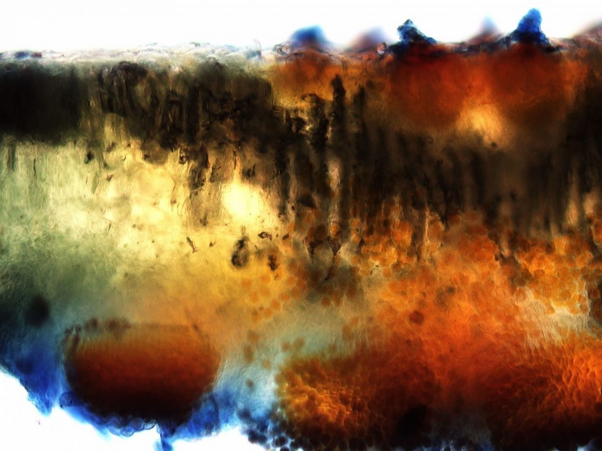 Sunflower rust may be problematic in 2018 — be aware | TheFencePost.com