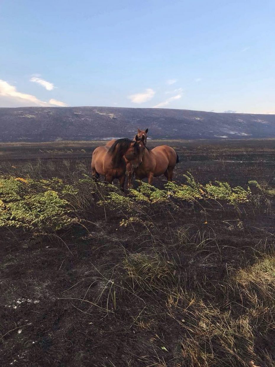 Britania Mountain Fire burns up more than 24,000 acres in Wyoming ...