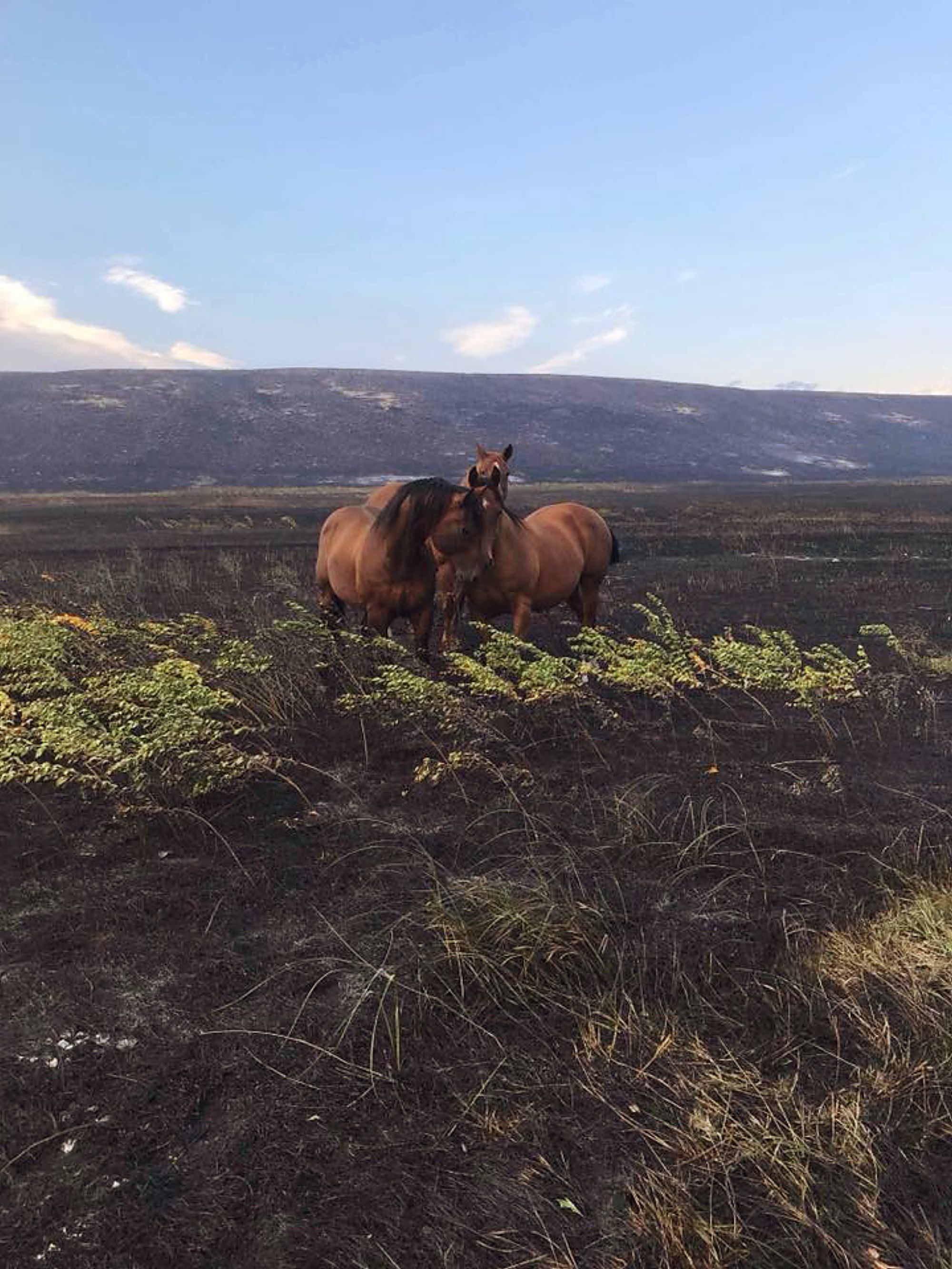 Britania Mountain Fire burns up more than 24,000 acres in Wyoming ...