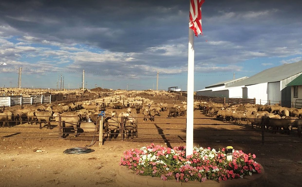 Online study shows Americans prefer lamb produced in the U.S ...