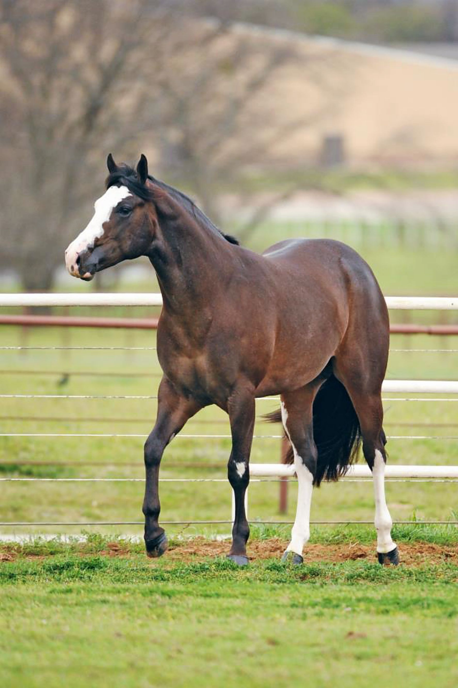 Original Cowboy, the youngest stallion on AQHA’s All Time Leading Sires ...