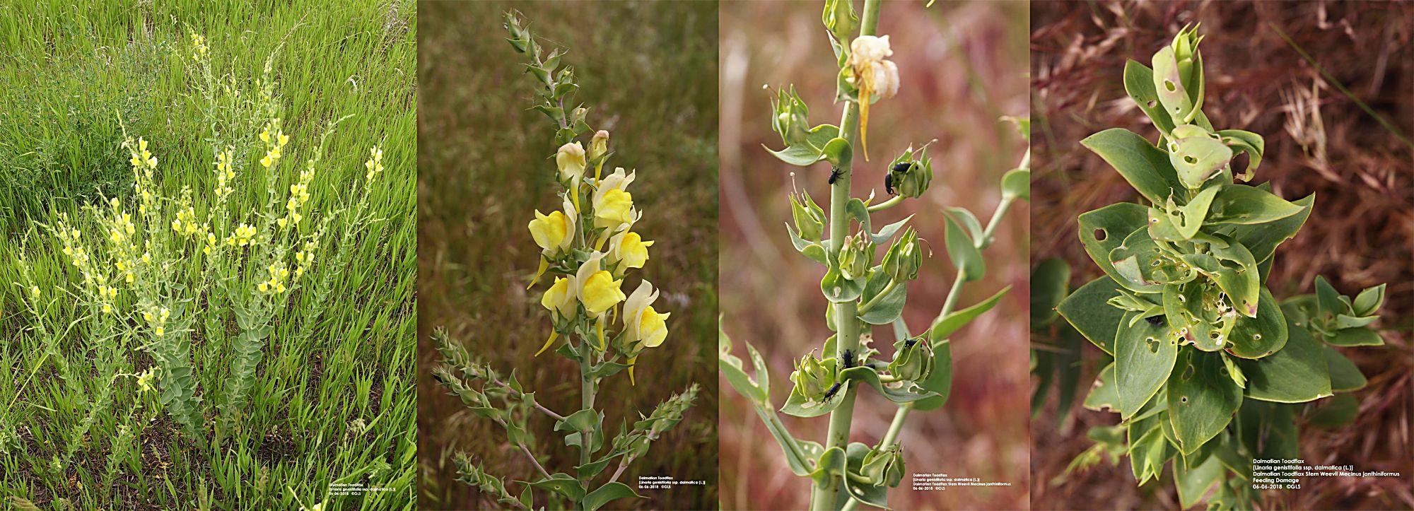 Dalmation toadflax — invasive species in western Nebraska ...