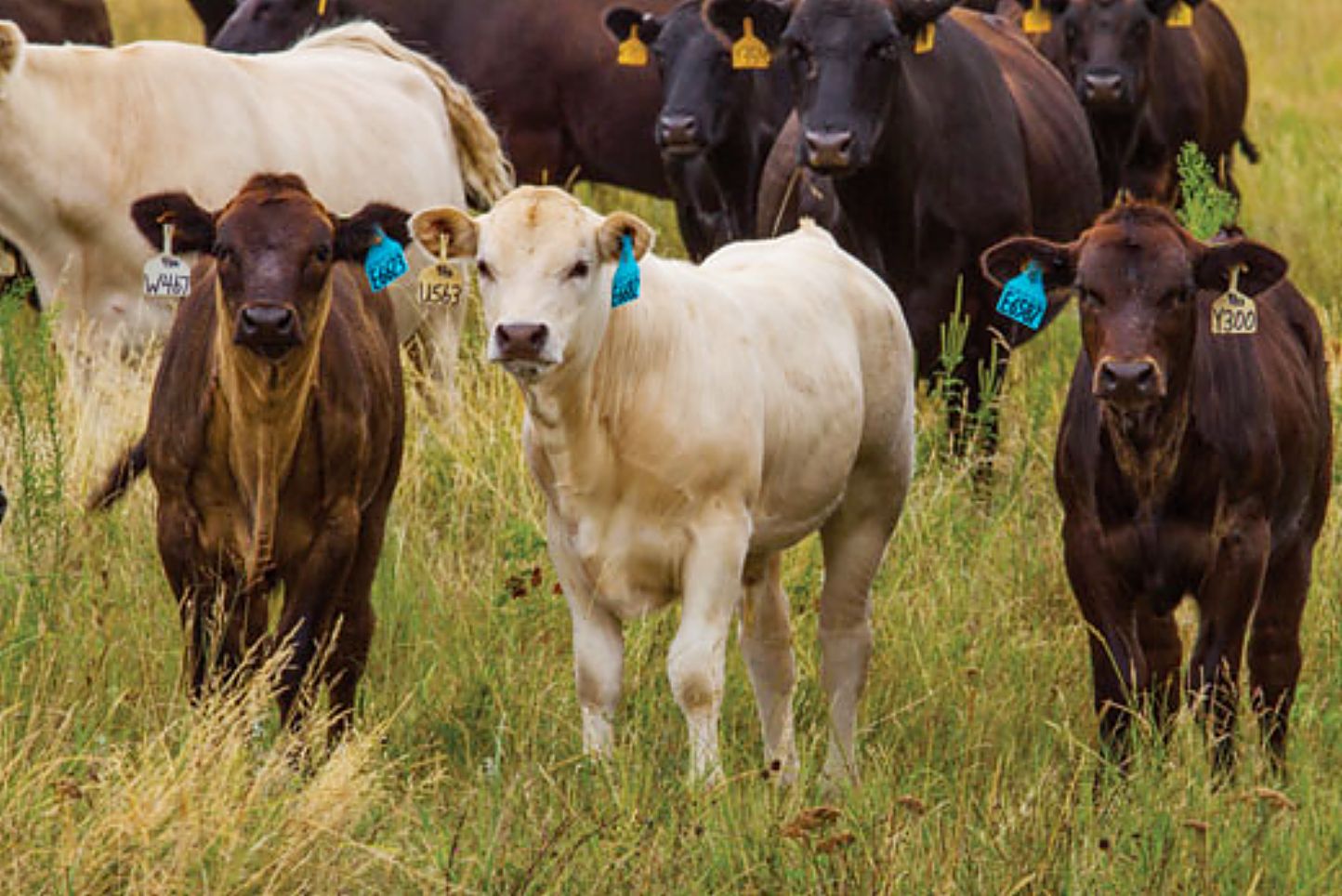 Lone Creek Cattle Co.: Creating a common market for an uncommon breed ...