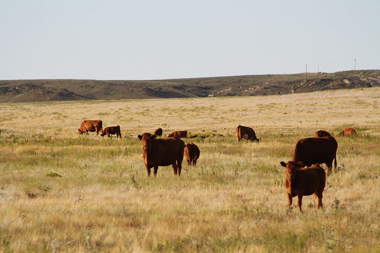 Colorado ranchers feed cattle naturally to give consumers a superior ...