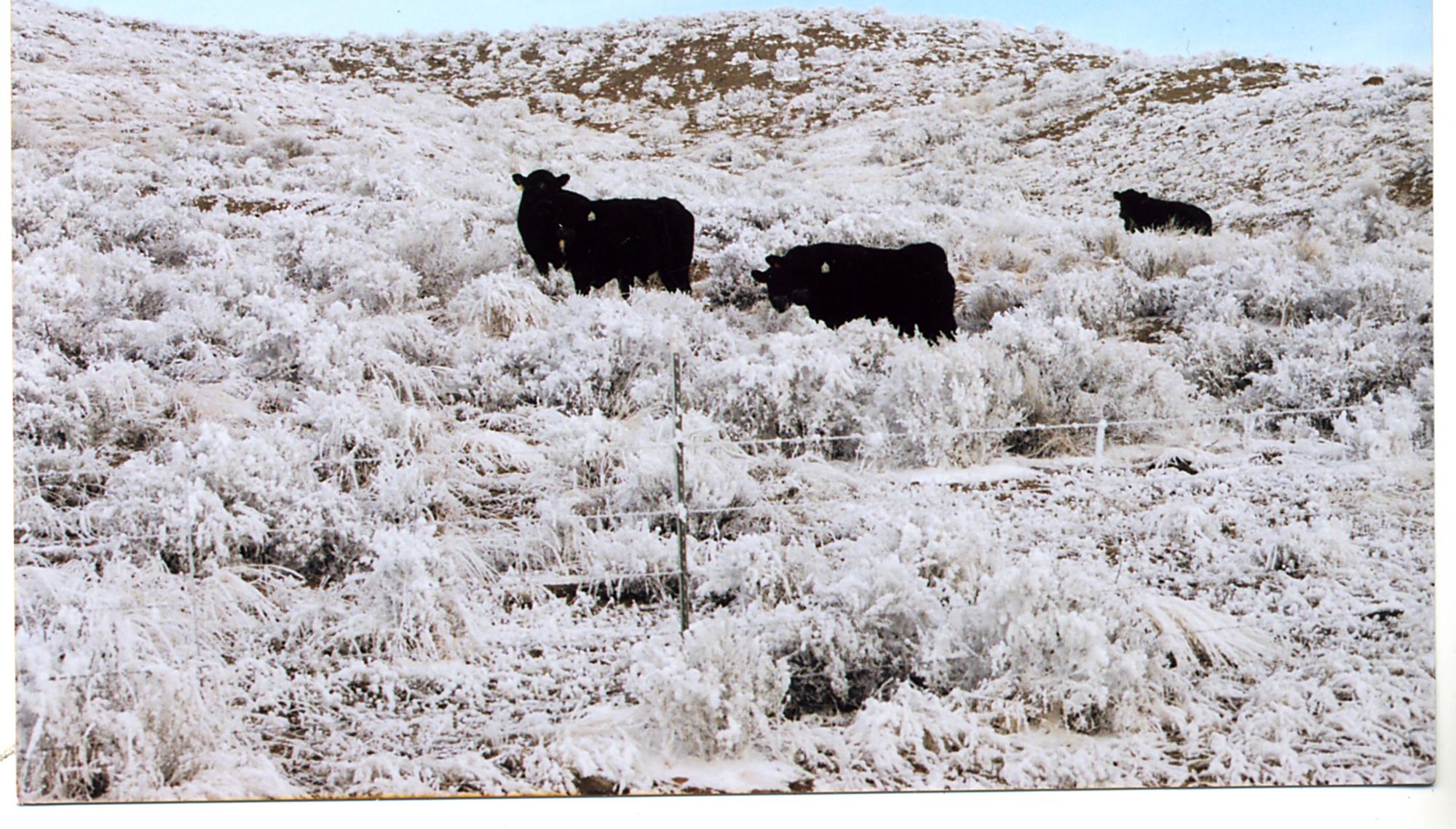 Scrotal frostbite in bulls can impair fertility | TheFencePost.com