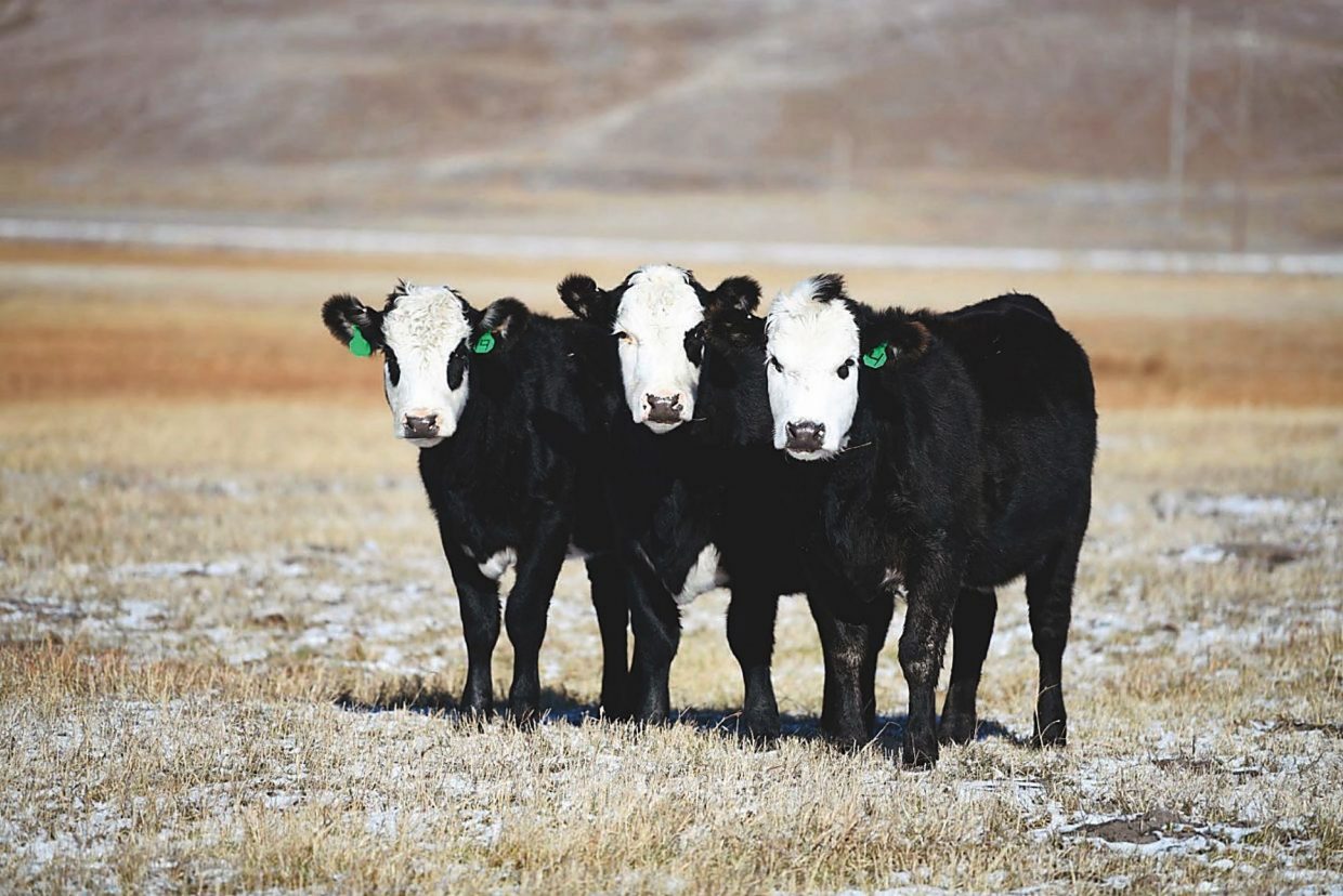 Developing replacements for the cow herd is an expensive management ...