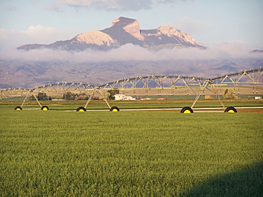 New oat ready for active duty against crown rust disease | TheFencePost.com