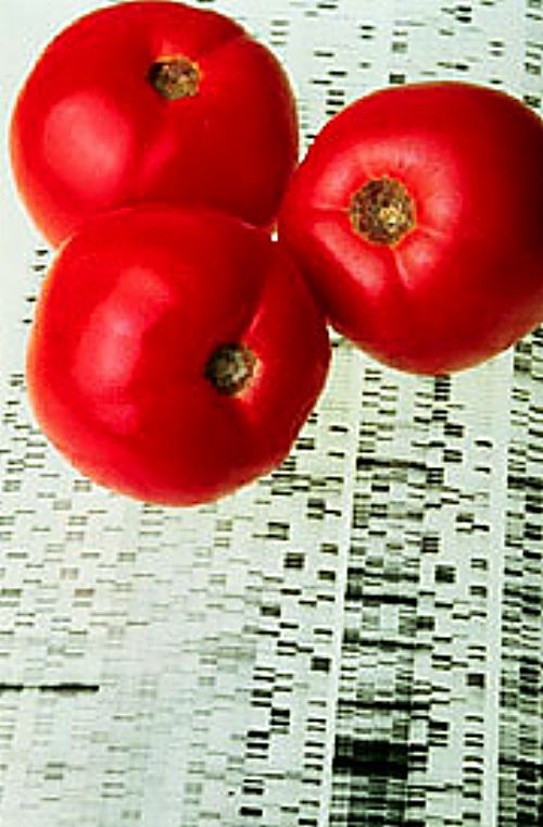 Tomato pan-genome makes bringing flavor back easier | TheFencePost.com