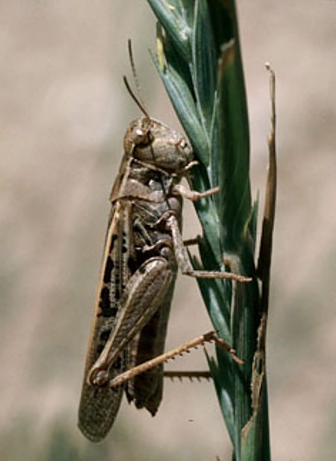 2019 grasshopper populations and risk of infestation and damage in ...