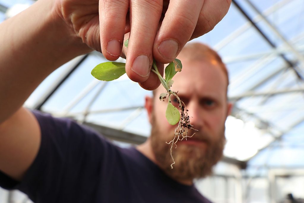 Project asks – can farmers produce rubber from dandelions ...